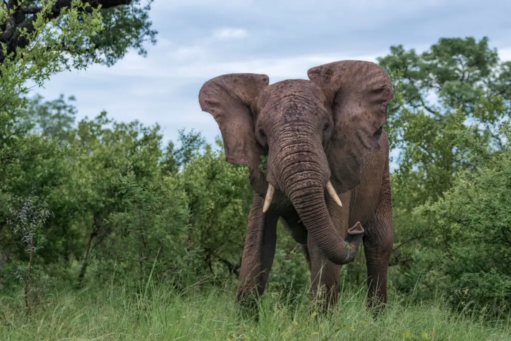 What Caliber Is an Elephant Gun? - WeaponsMan