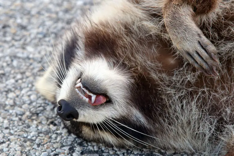 Can You Eat Raccoon? Exploring the Surprising Truths Behind This Wild ...