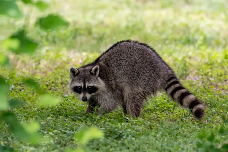 Can You Eat Raccoon? Exploring the Surprising Truths Behind This Wild ...