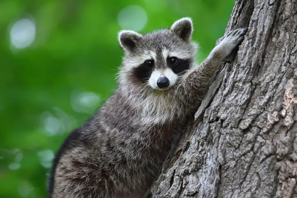 Can You Eat Raccoon? Exploring the Surprising Truths Behind This Wild ...