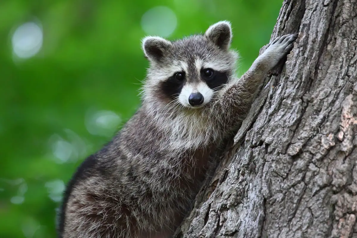 Can You Eat Raccoon? Exploring the Surprising Truths Behind This Wild ...